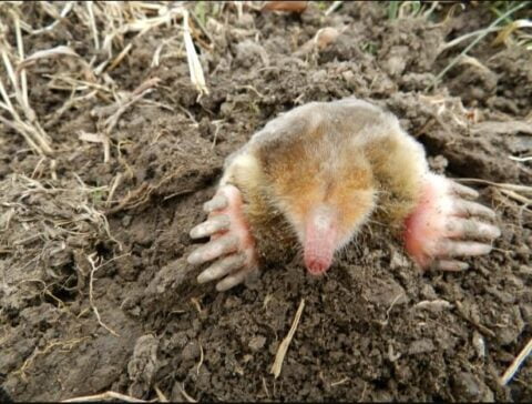 Eastern Moles